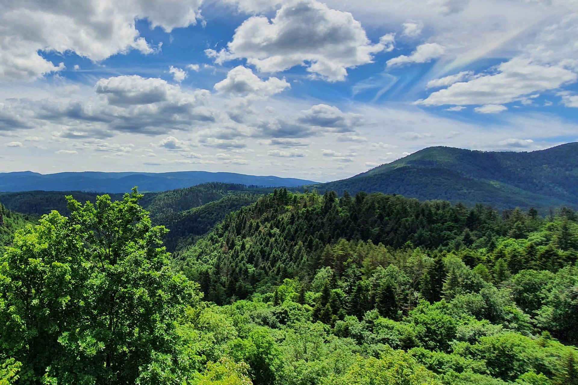 À quoi ressembleront les forêts de demain ? – Alpine Mag